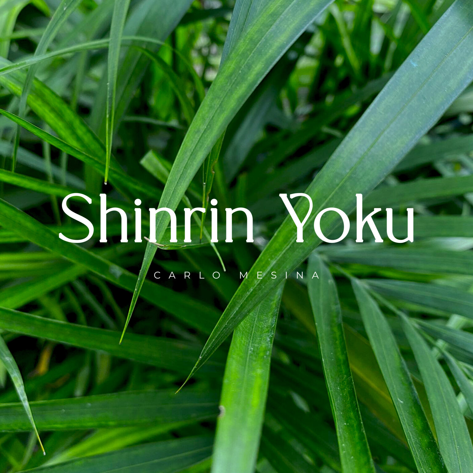 Carlo Mesina Sings Of Running and The Outdoors in “Shinrin Yoku” • Melt ...